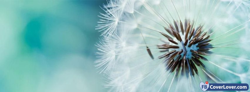 Dandelion Flowers Facebook Cover Maker Fbcoverlover.com