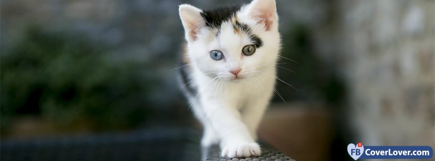 Walking Cat Animals Facebook Cover Maker Fbcoverlover.com